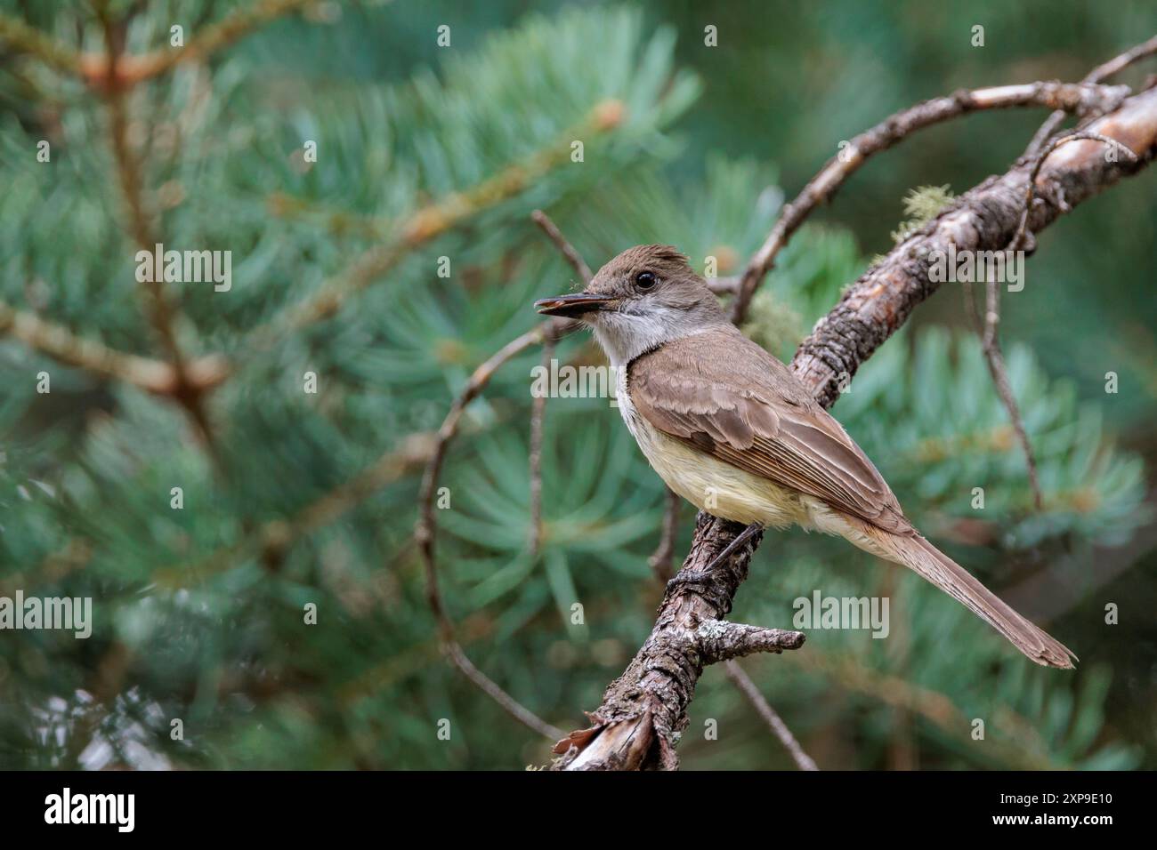 Dusky capped hi-res stock photography and images - Alamy