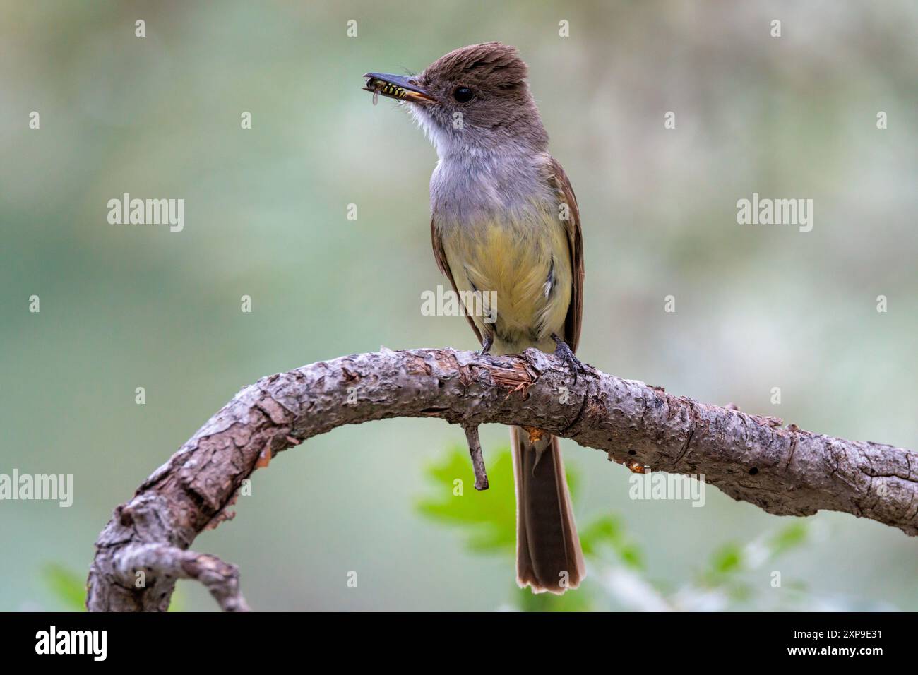 Dusky capped hi-res stock photography and images - Alamy