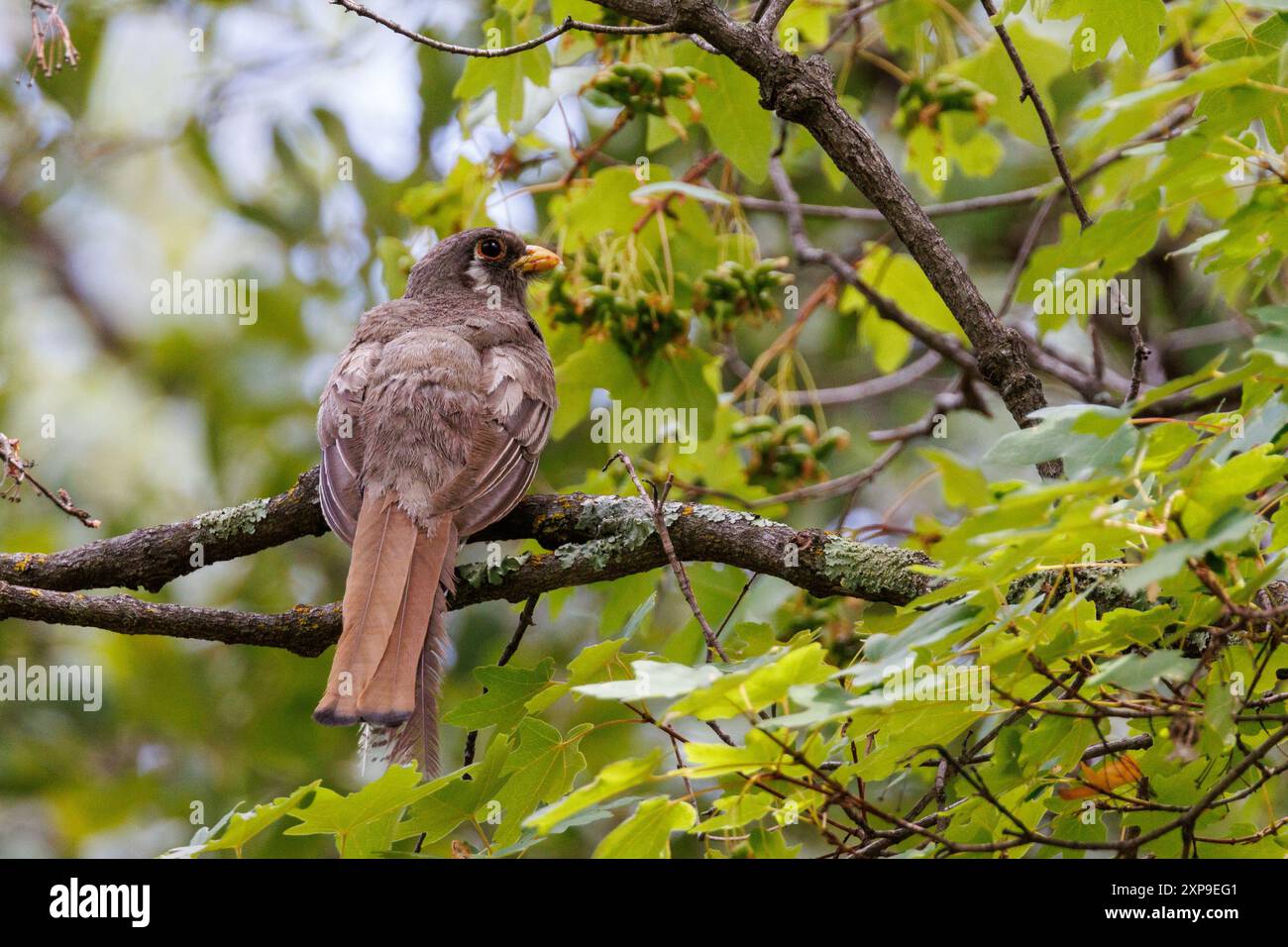 Elegant Trogon female Stock Photo - Alamy