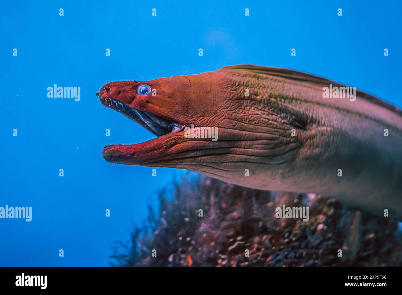 Moray eel portrait in the underwater. Underwater moray eel. Moray eel ...