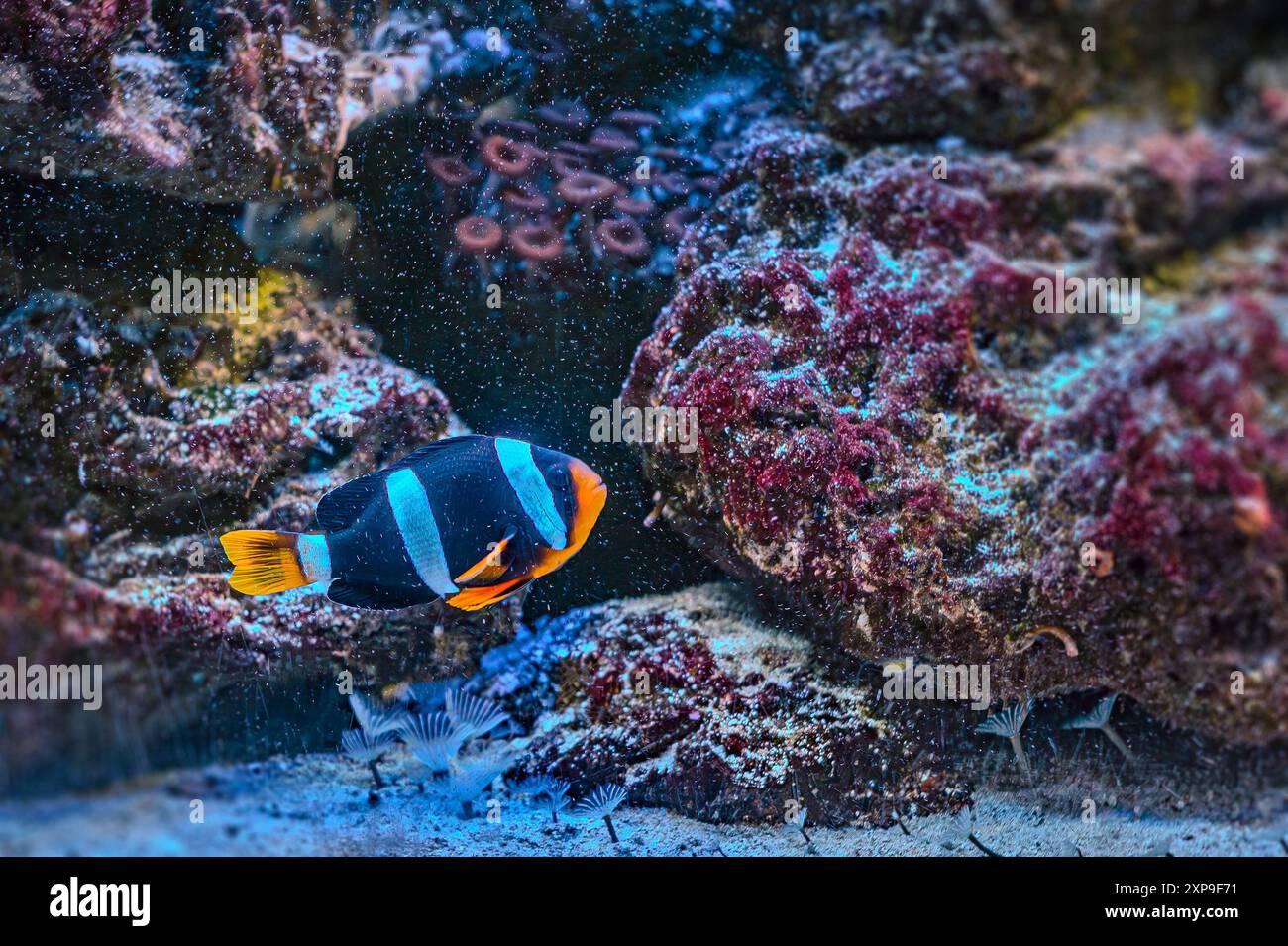 Tropical sea underwater fishes on coral reef. Vibrant striped fish ...