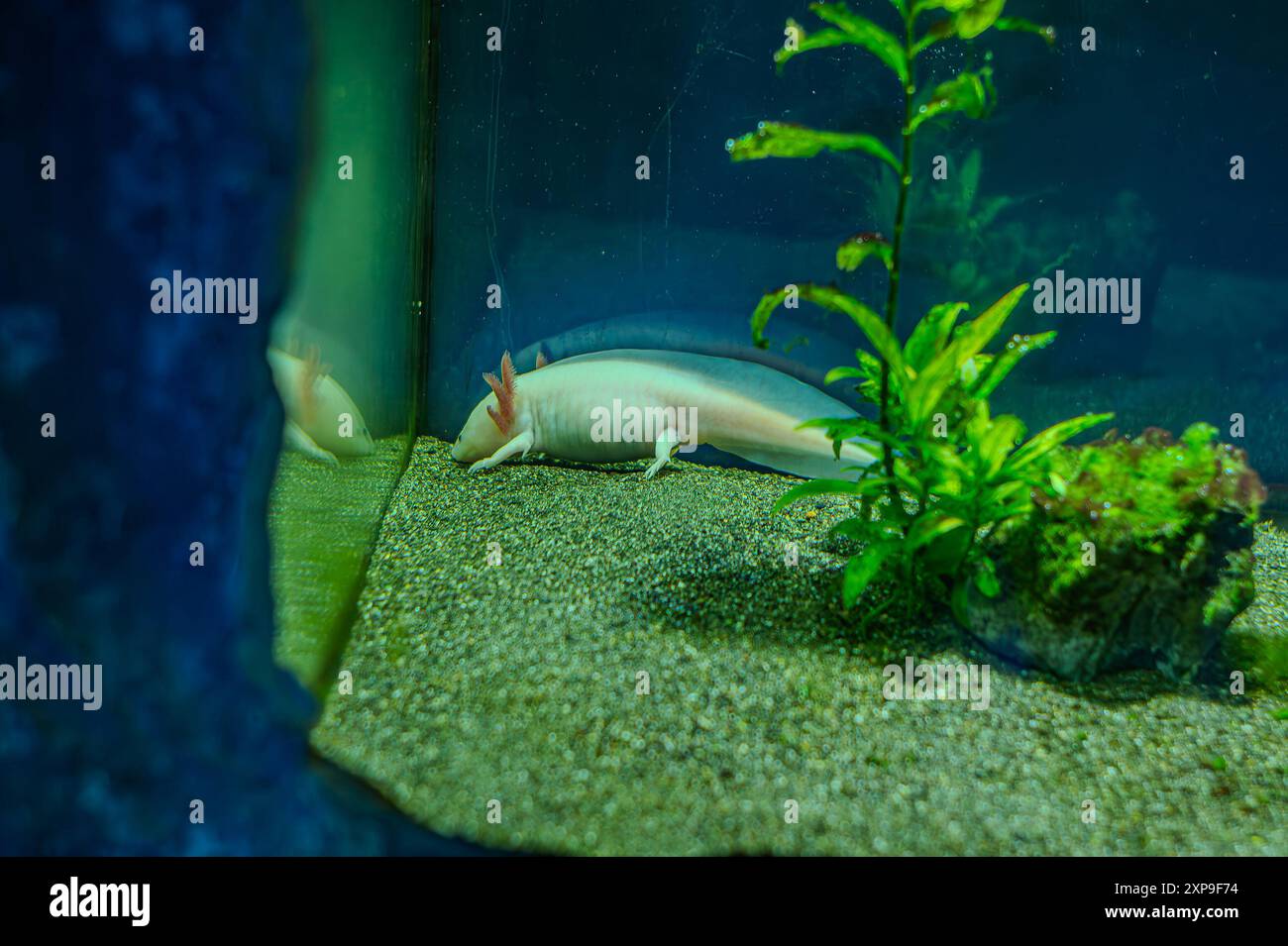 Pink albino axolotl hi-res stock photography and images - Alamy