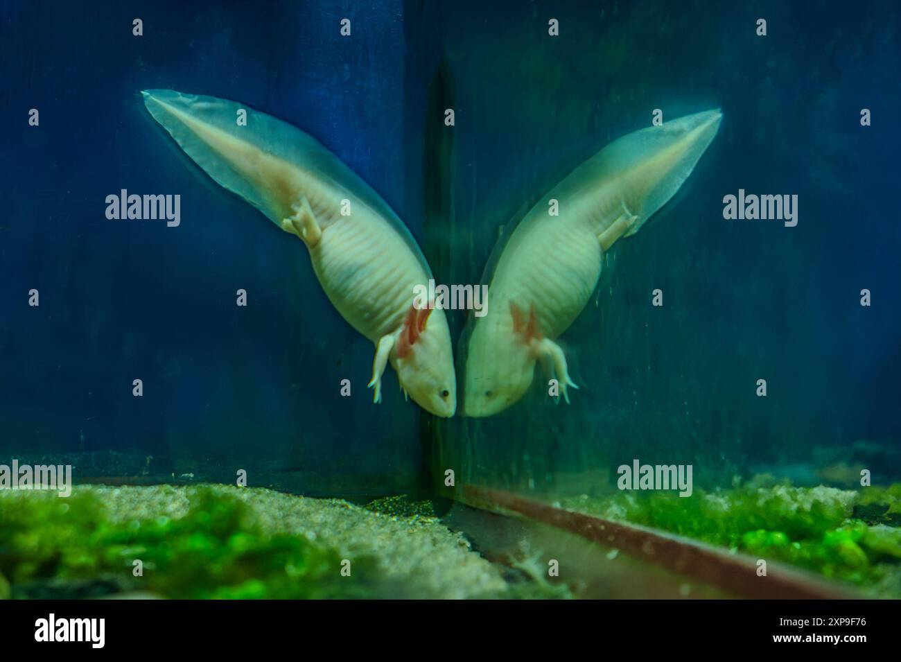 Selective focus view of pink albino axolotl in the adequate tank at ...