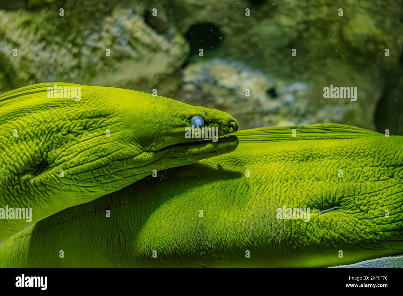 Moray eel portrait in the underwater. Underwater moray eel. Moray eel ...