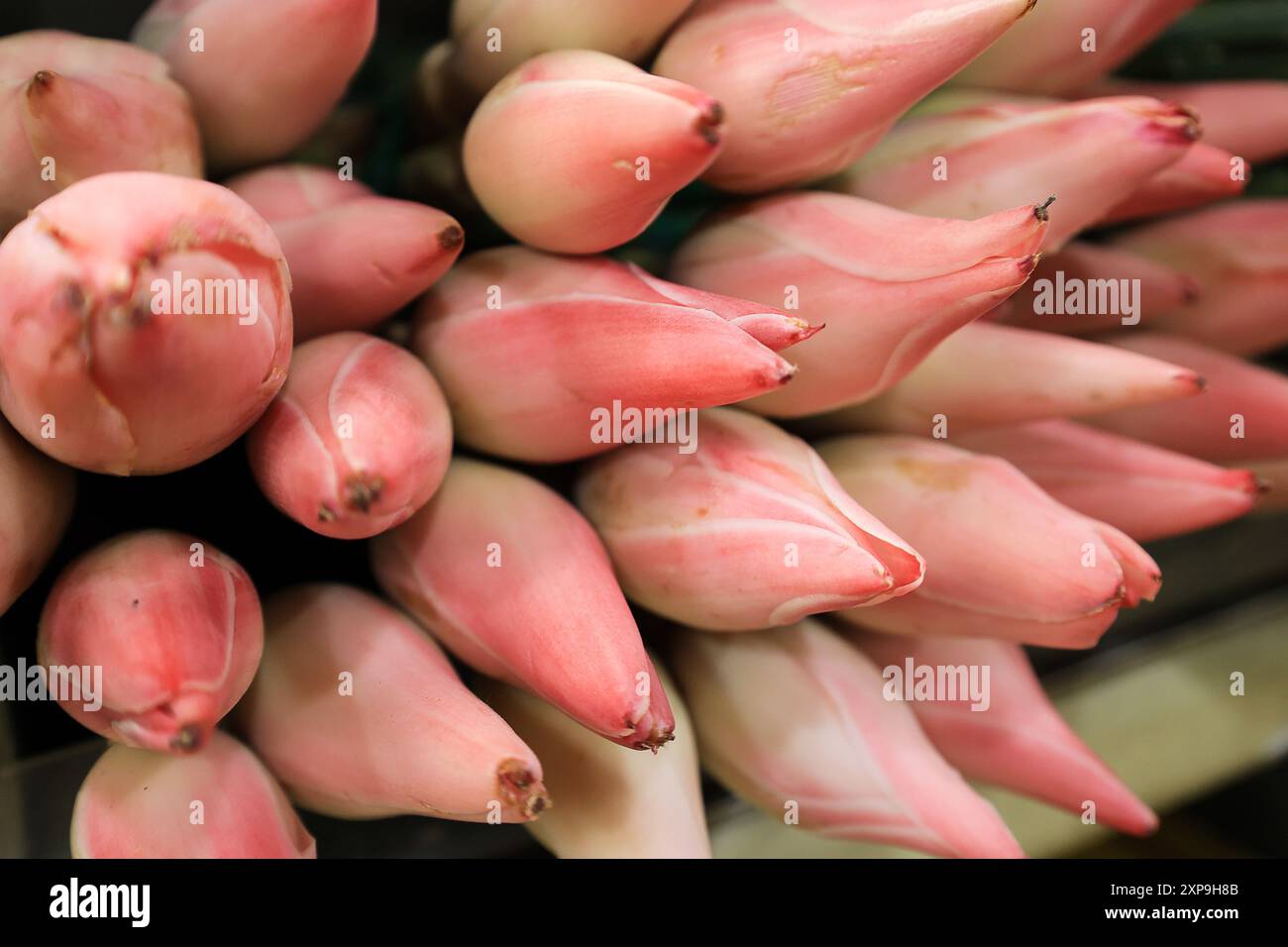 Kecombrang hi-res stock photography and images - Alamy