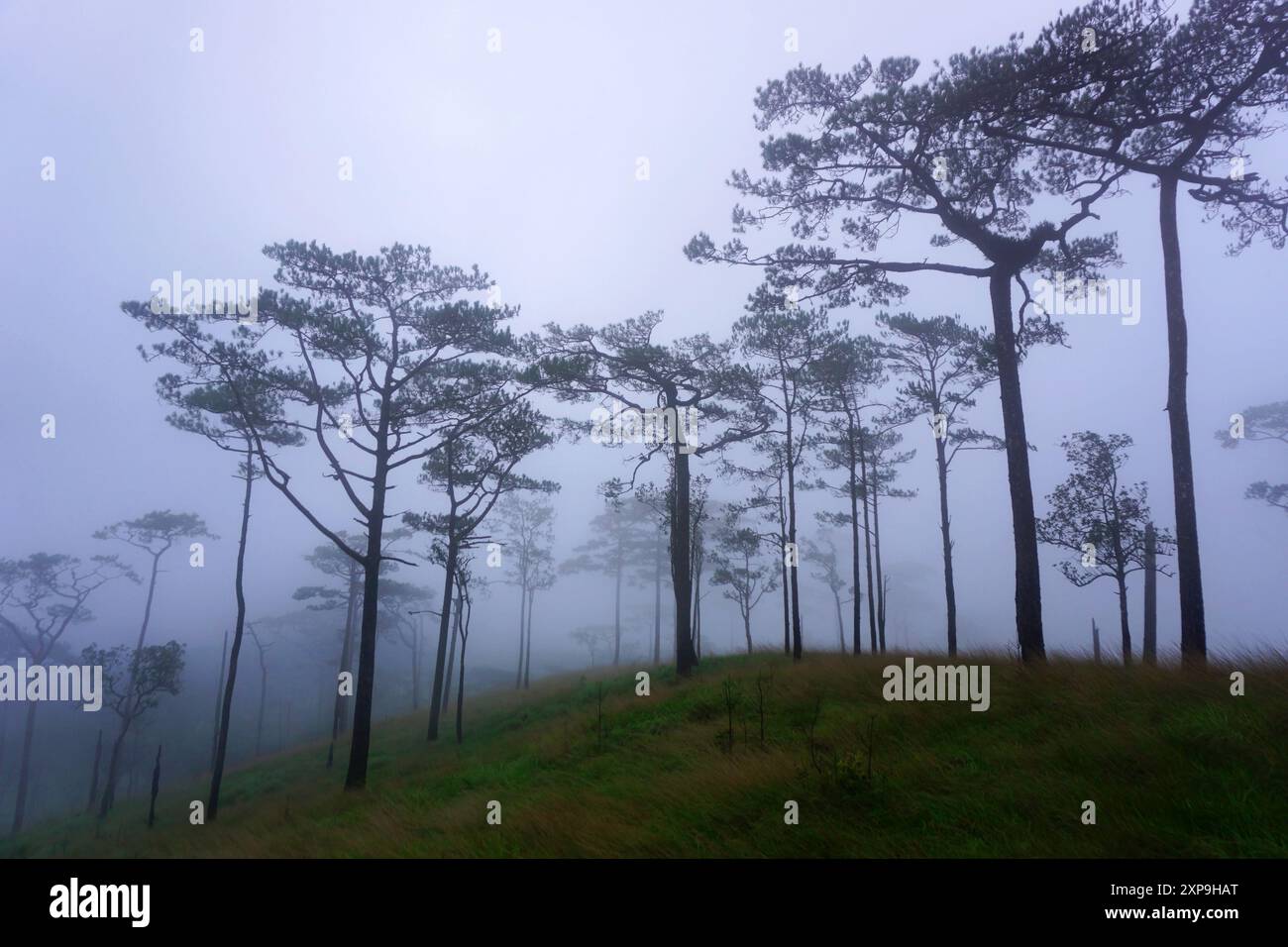 Beautiful view forest pine hi-res stock photography and images - Alamy