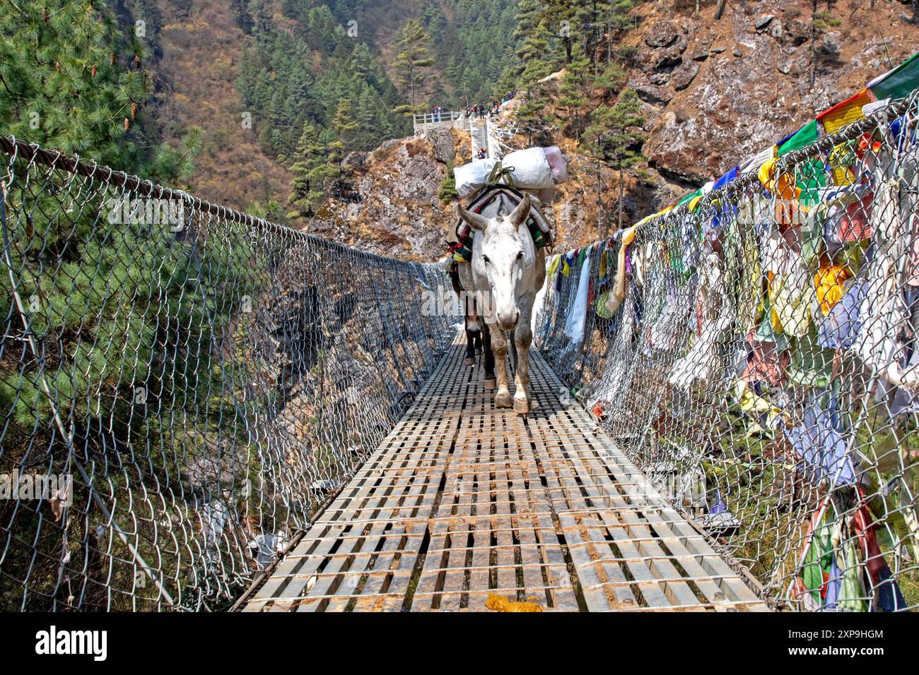 Mules crossing the Larche Dovan bridge below Namche Bazaar on the ...