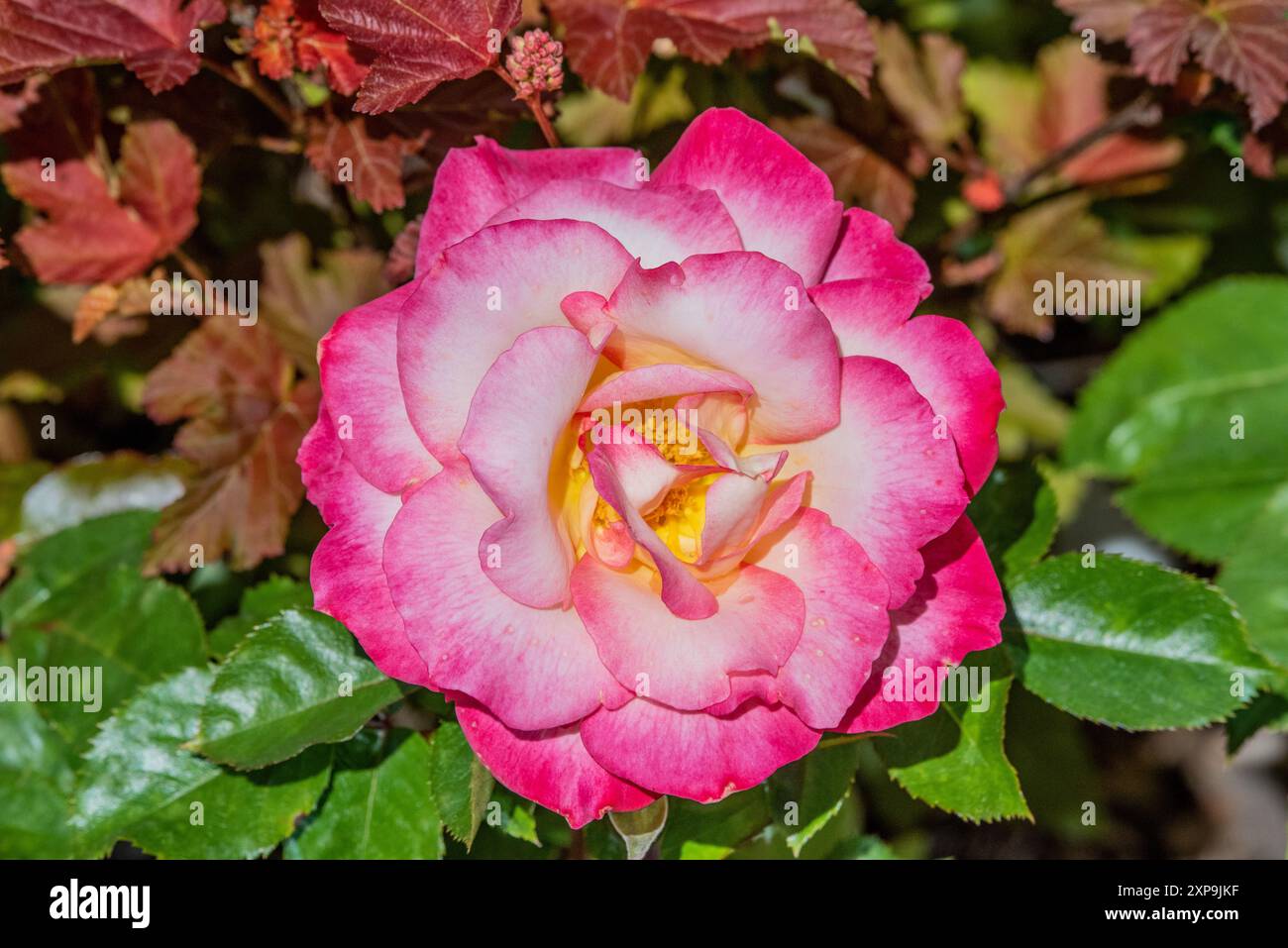 Stunning pink roses in flourishing summertime garden with green ...