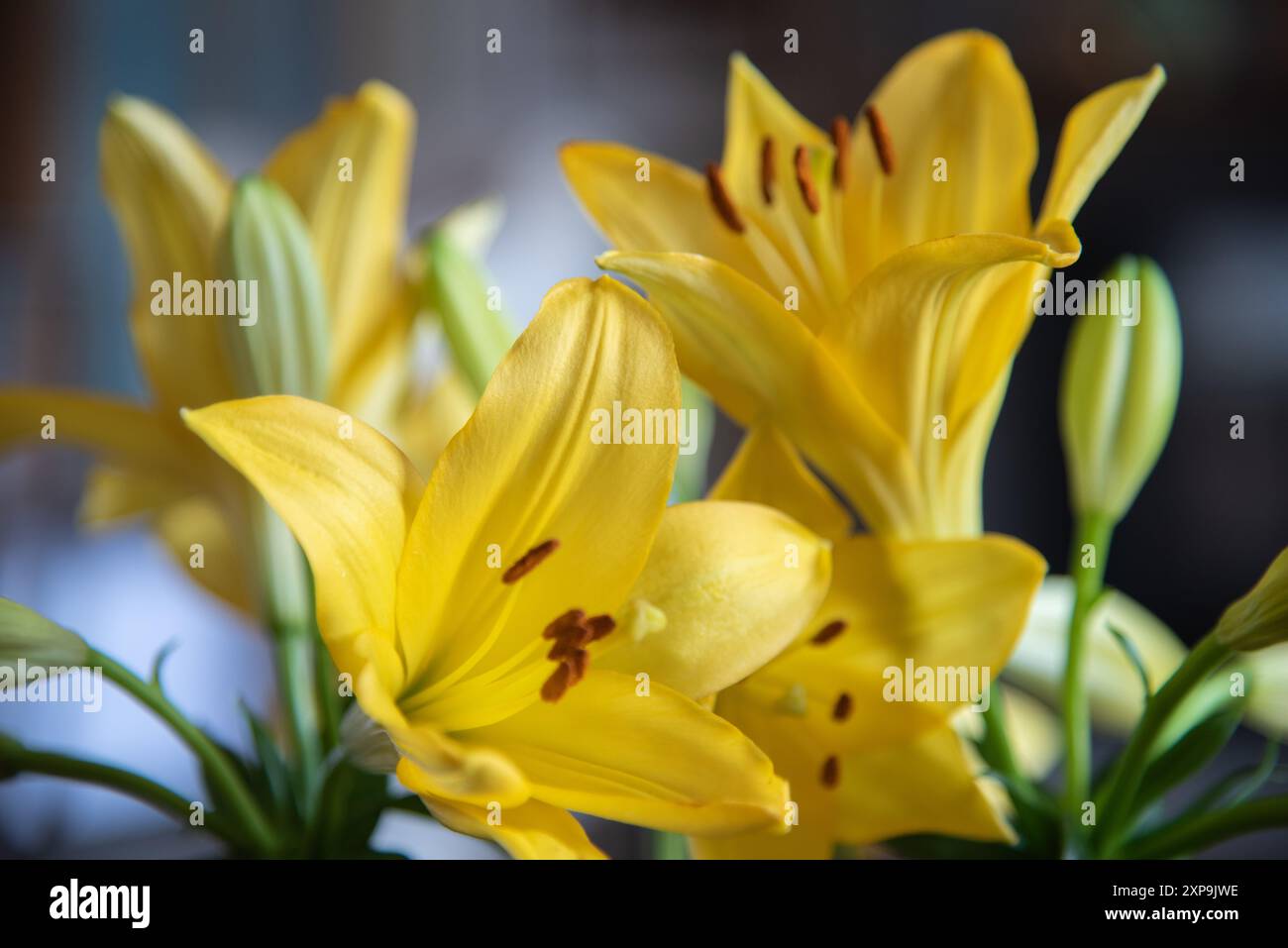 Vibrant and beautiful yellow lily flowers with green stems in full ...