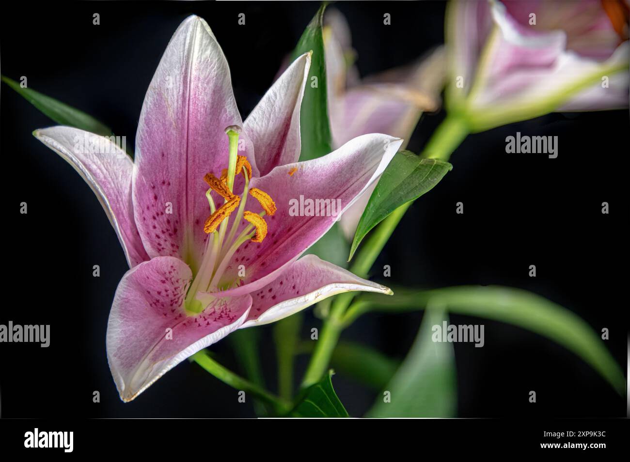 Close up of a stunning, bright pink lily flower with white gradient ...