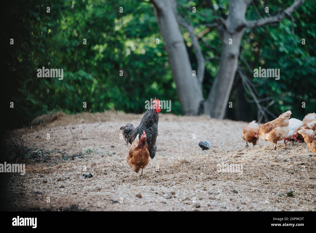 Free-range chickens and a rooster in a lush green forest clearing Stock ...