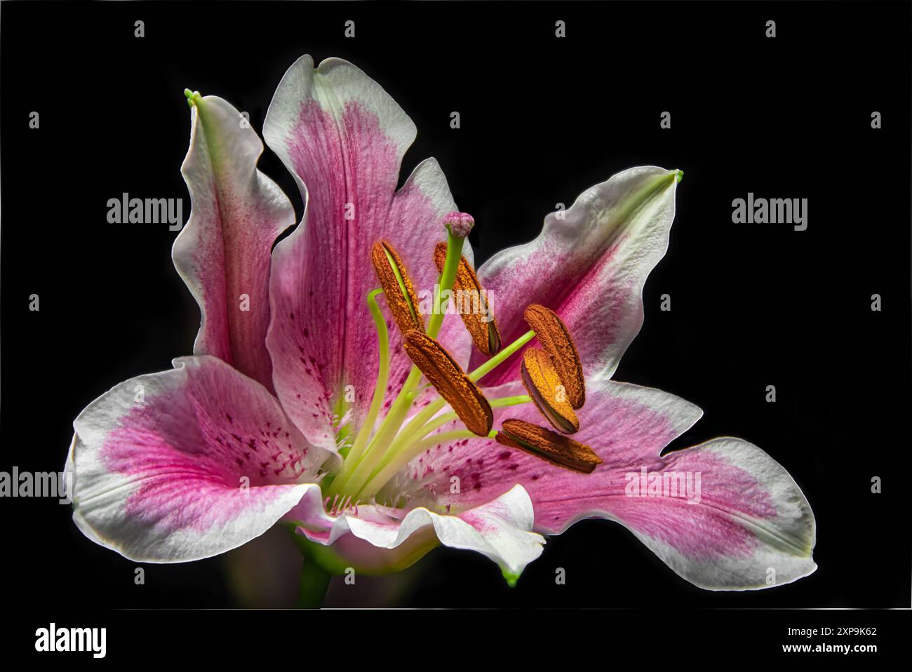 Close up of a stunning, bright pink lily flower with white gradient ...