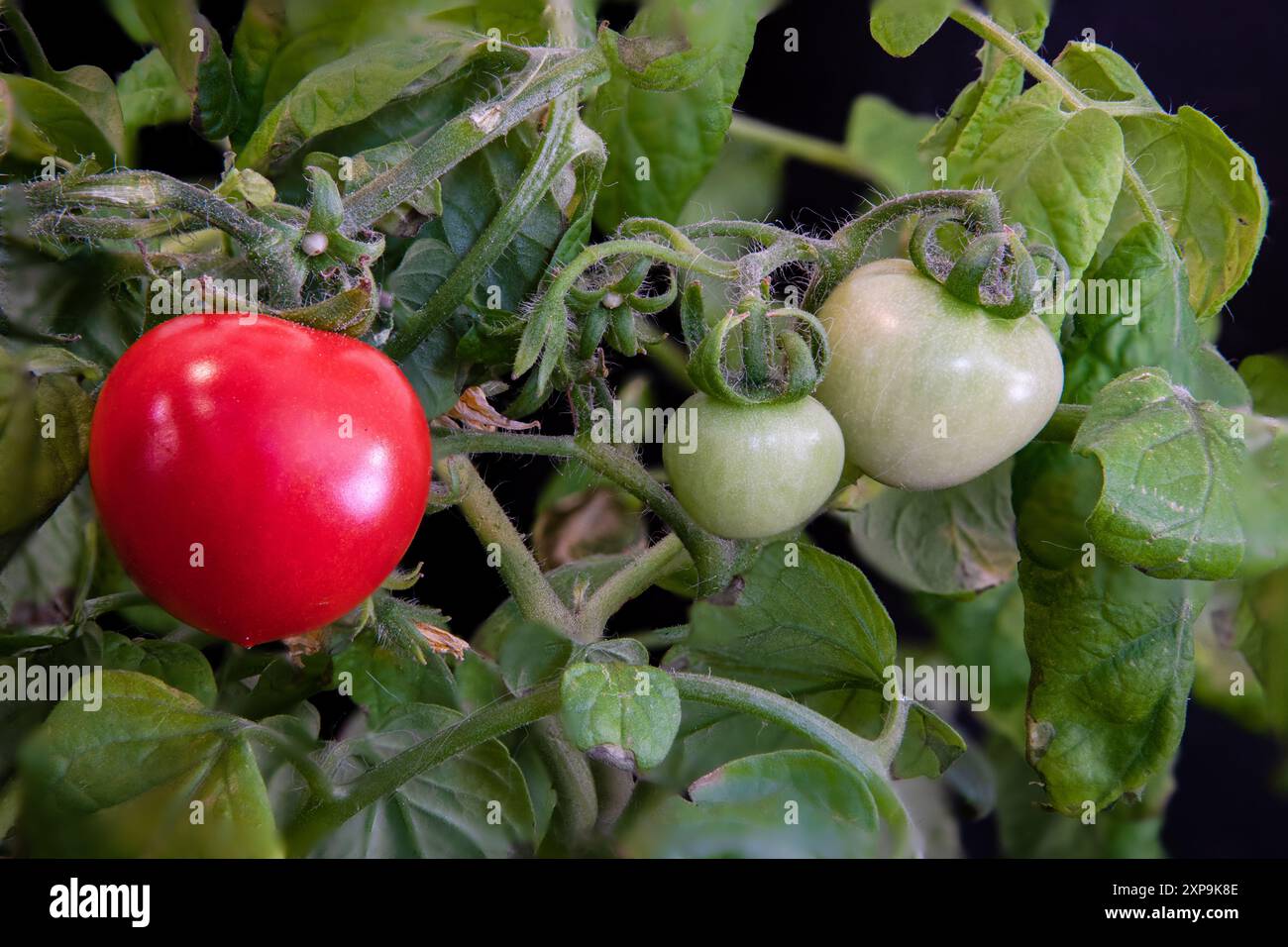 A bountiful tomato plant bush with a bright red, ripe cherry tomatoe ...