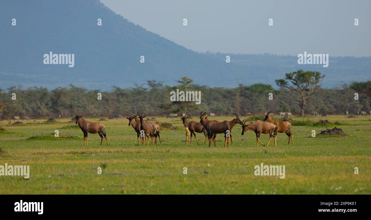 Serengeti national park topi hi-res stock photography and images - Alamy