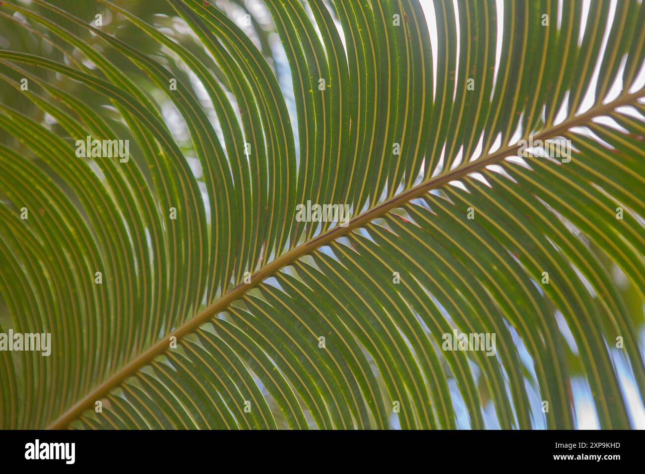 Palm leaf frond background texture Stock Photo - Alamy