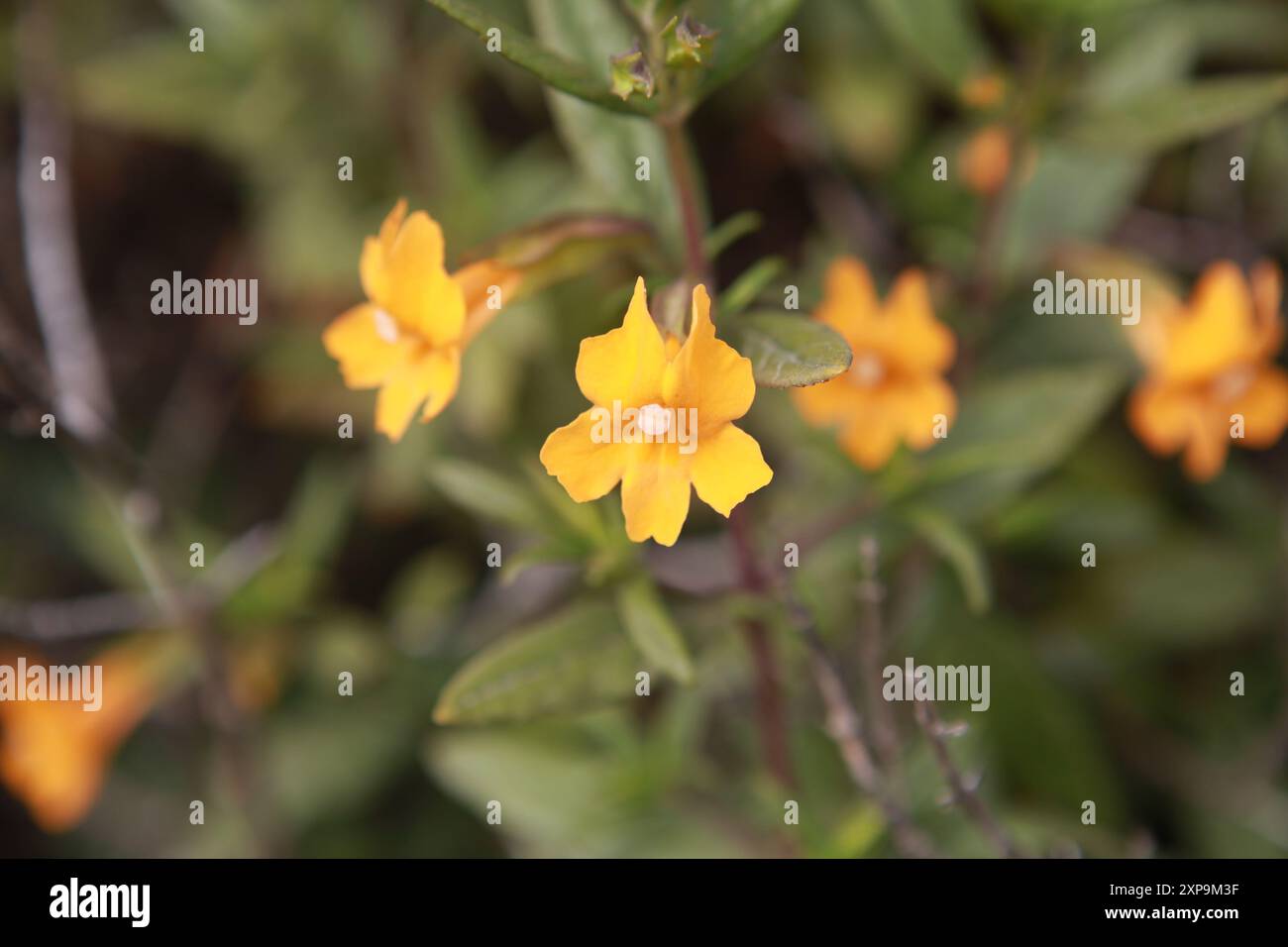 Sticky monkey flower, Bay Area, California orange wildflower Stock ...
