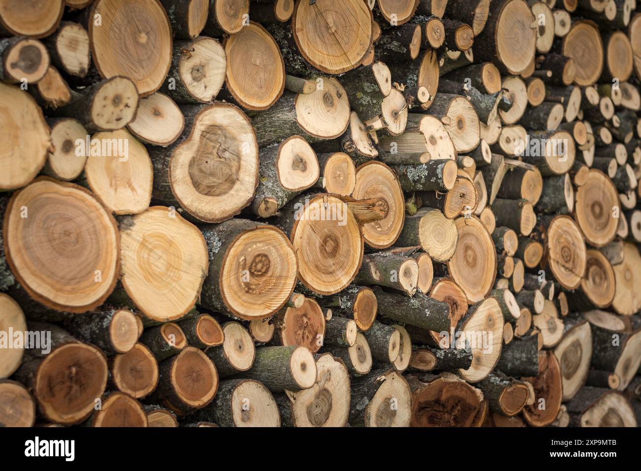 Stacked tree trunks with tree rings with large depth of field Stock ...