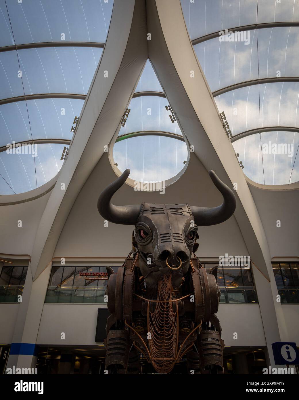 Ozzy bull hi-res stock photography and images - Alamy