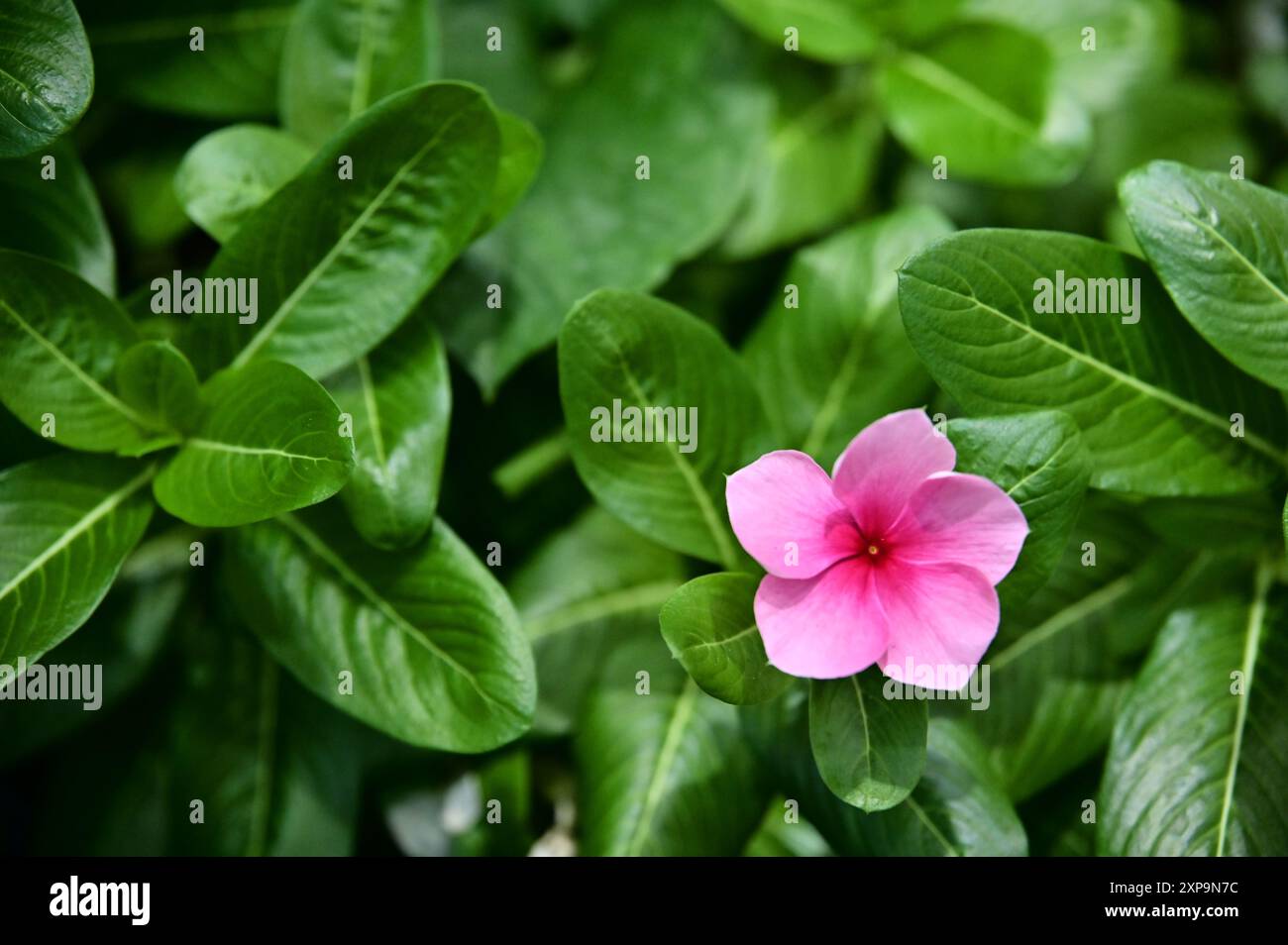 Showcase periwinkle (Vinca), also known as "everlasting spring," with ...