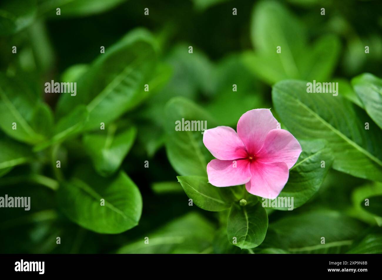Showcase periwinkle (Vinca), also known as "everlasting spring," with ...