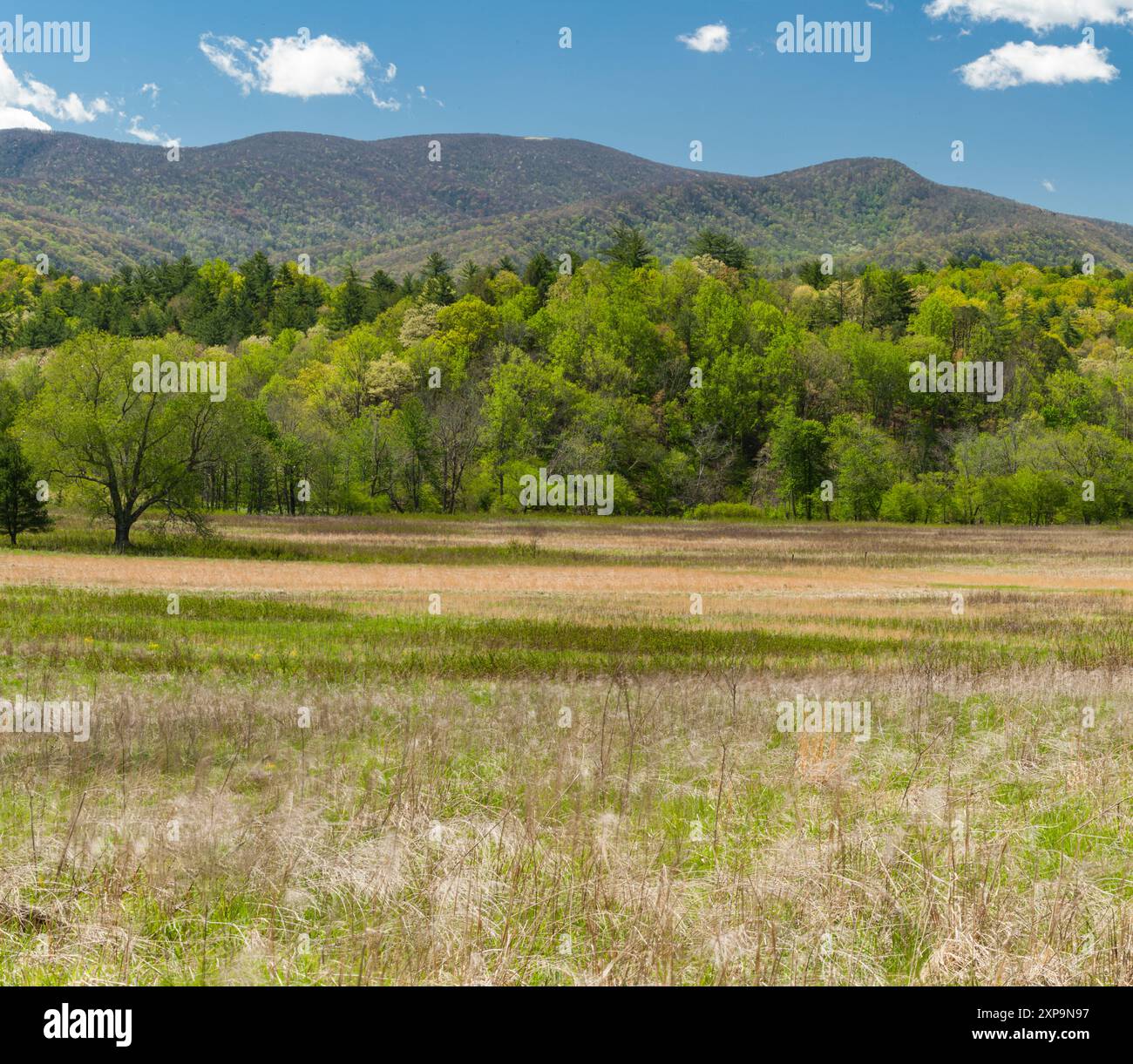 Spring Green and Trees Budding in Cades Cove in the Great Smoky ...