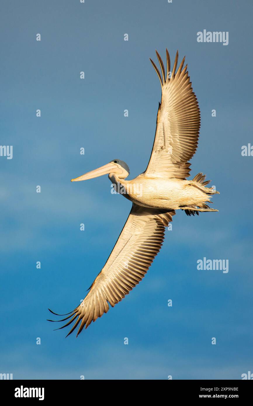 The Australian pelican is a large waterbird in the family Pelecanidae ...