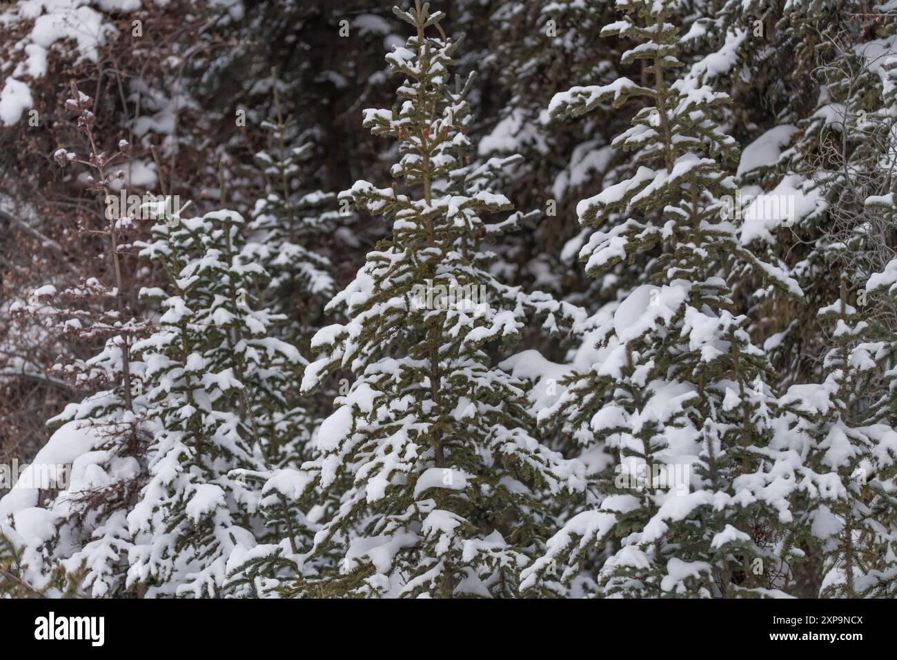 Stunning white wonderland covered boreal forest with spruce, pine trees in winter with snowy ...