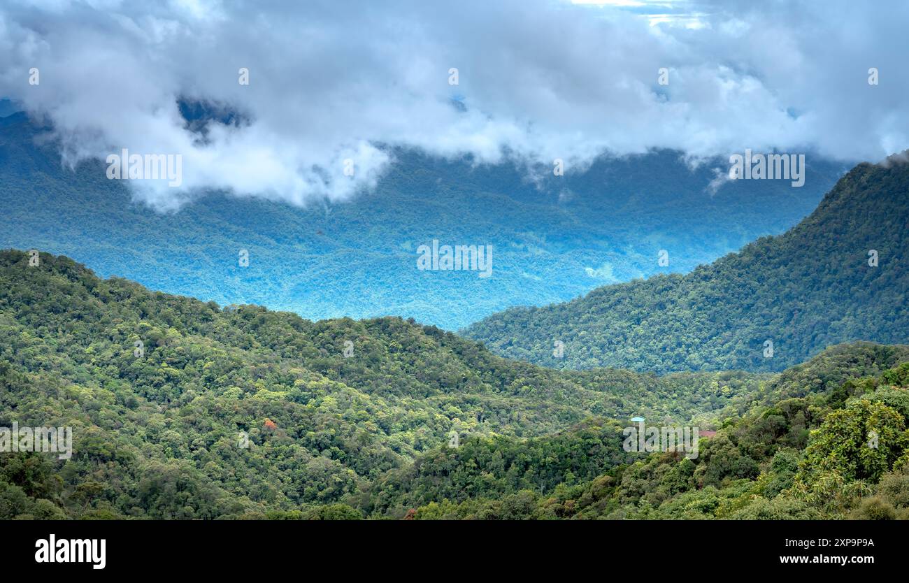 Primitive tropical forest of Bach Ma National Park, Thua Thien-Hue ...