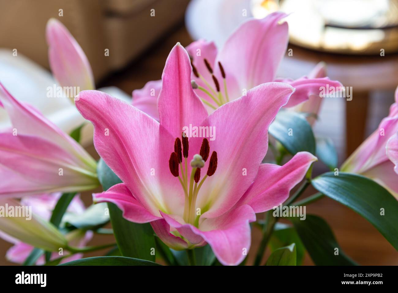 Close up of a stunning, bright pink lily flower with white gradient ...