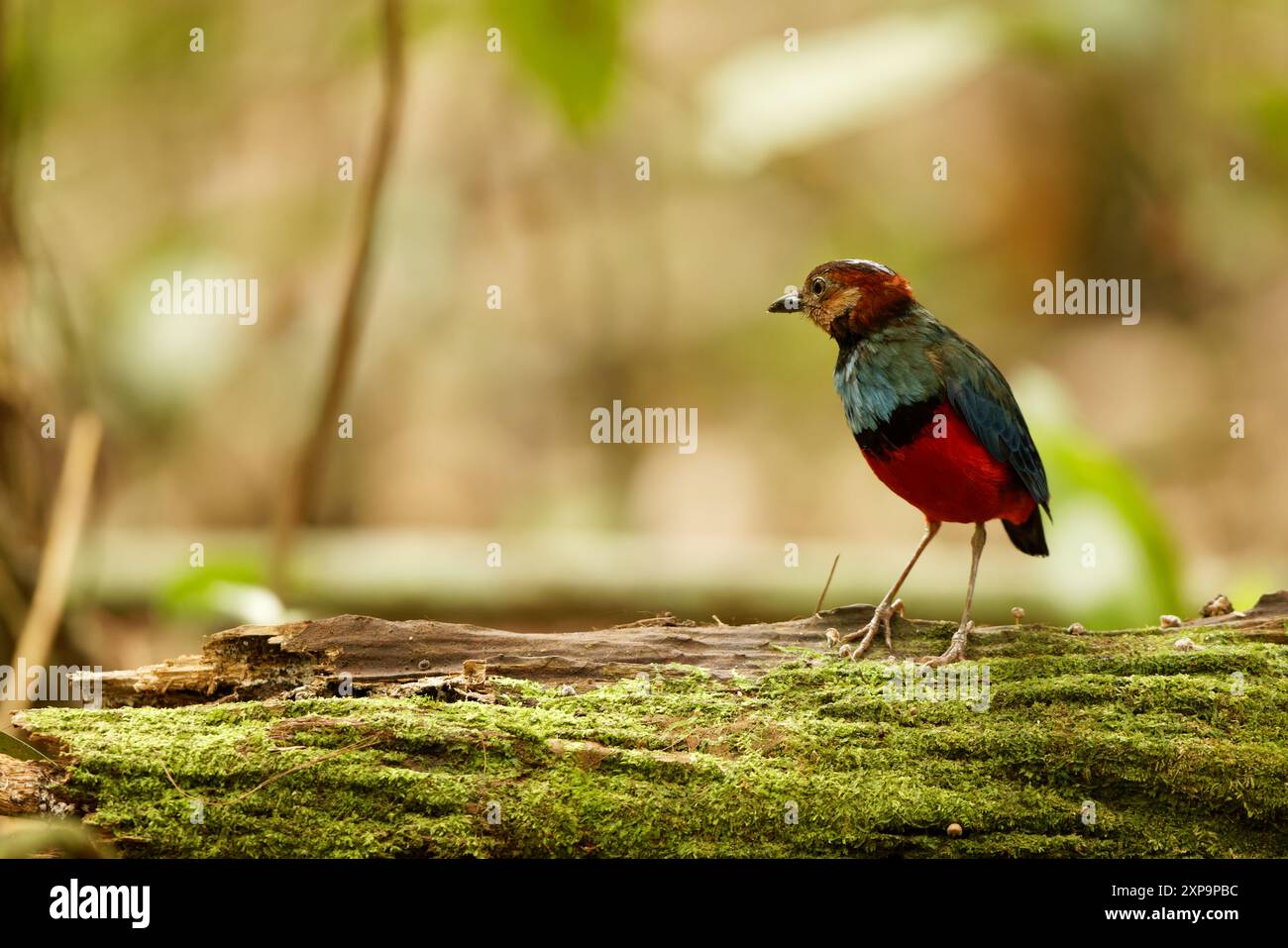 The Sulawesi pitta (Erythropitta celebensis) is a species of pitta.It ...