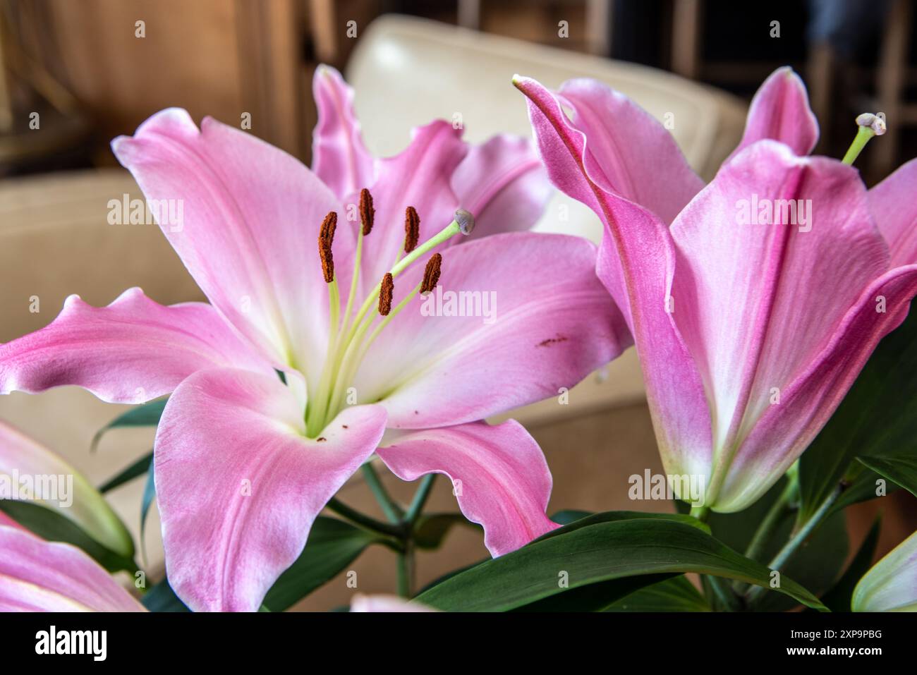 Close up of a stunning, bright pink lily flower with white gradient ...
