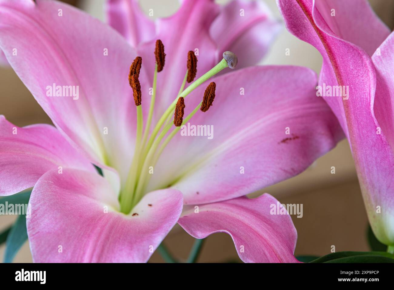 Close up of a stunning, bright pink lily flower with white gradient ...