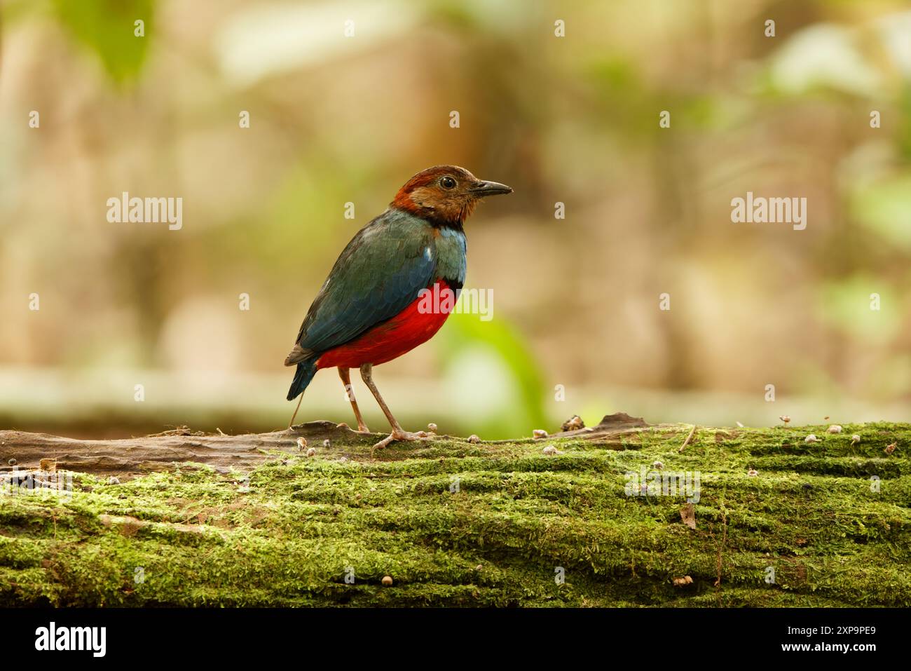 The Sulawesi pitta (Erythropitta celebensis) is a species of pitta.It ...