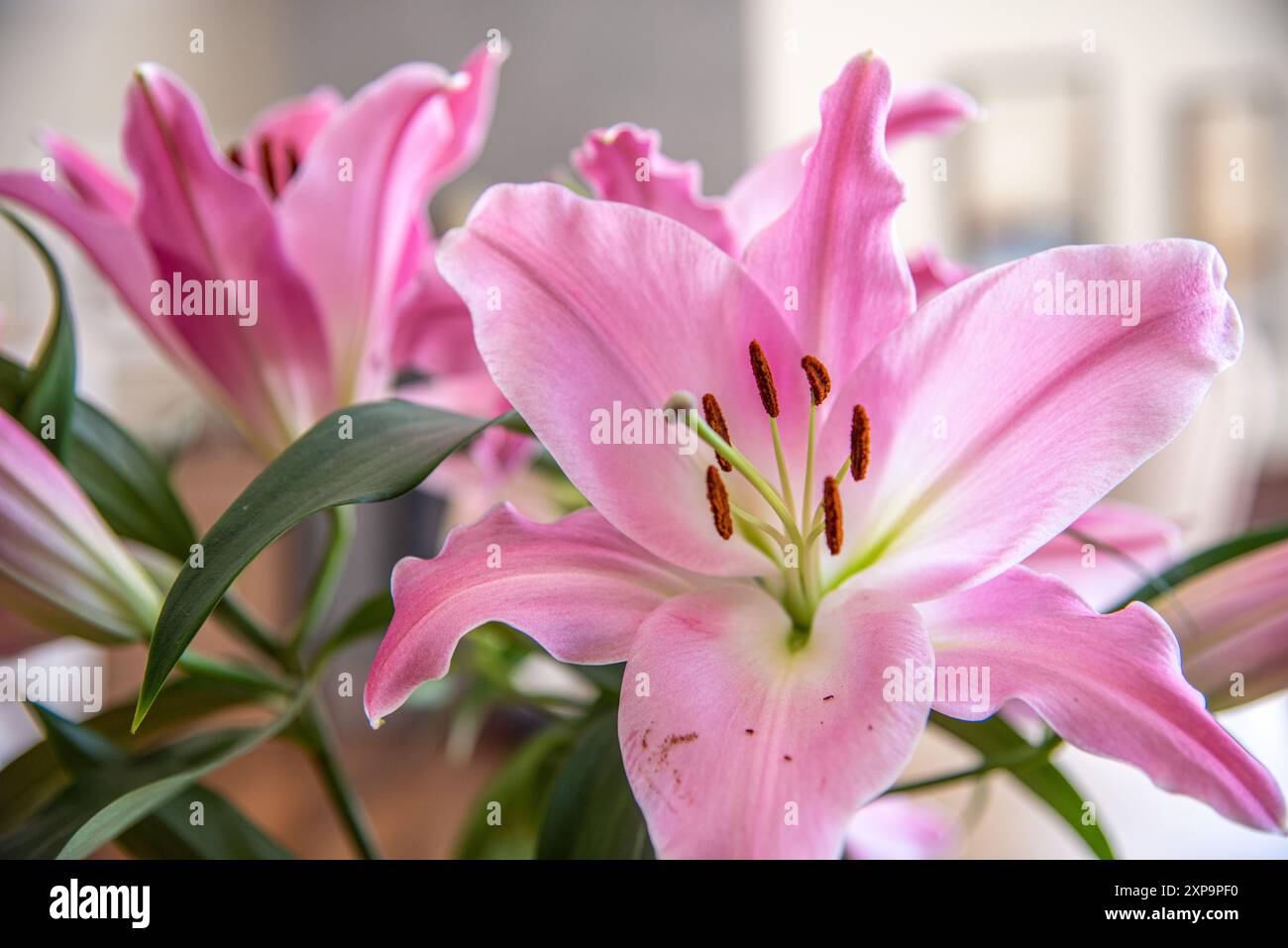 Close up of a stunning, bright pink lily flower with white gradient ...