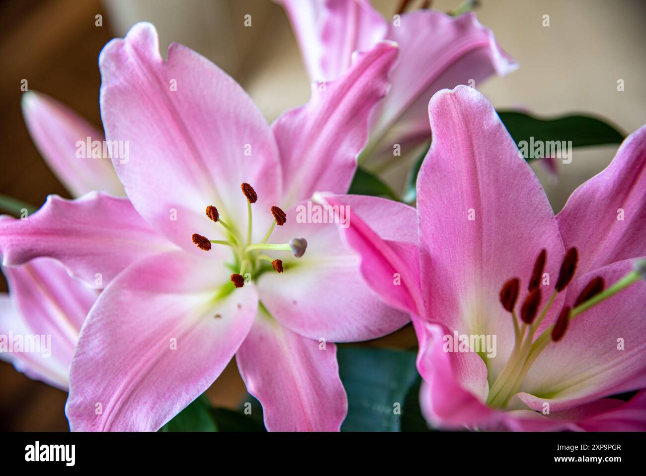 Close up of a stunning, bright pink lily flower with white gradient ...