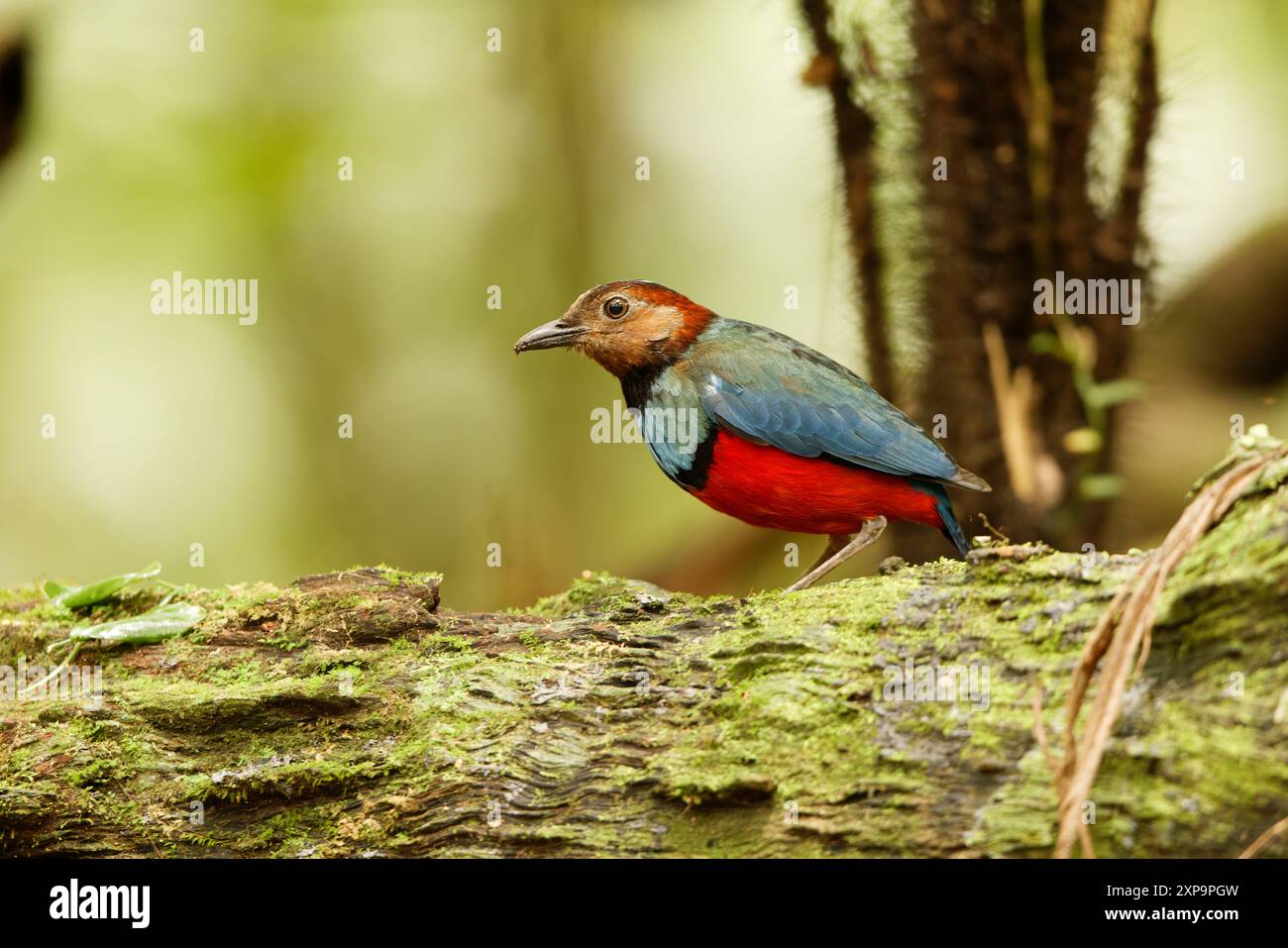 The Sulawesi pitta (Erythropitta celebensis) is a species of pitta.It ...