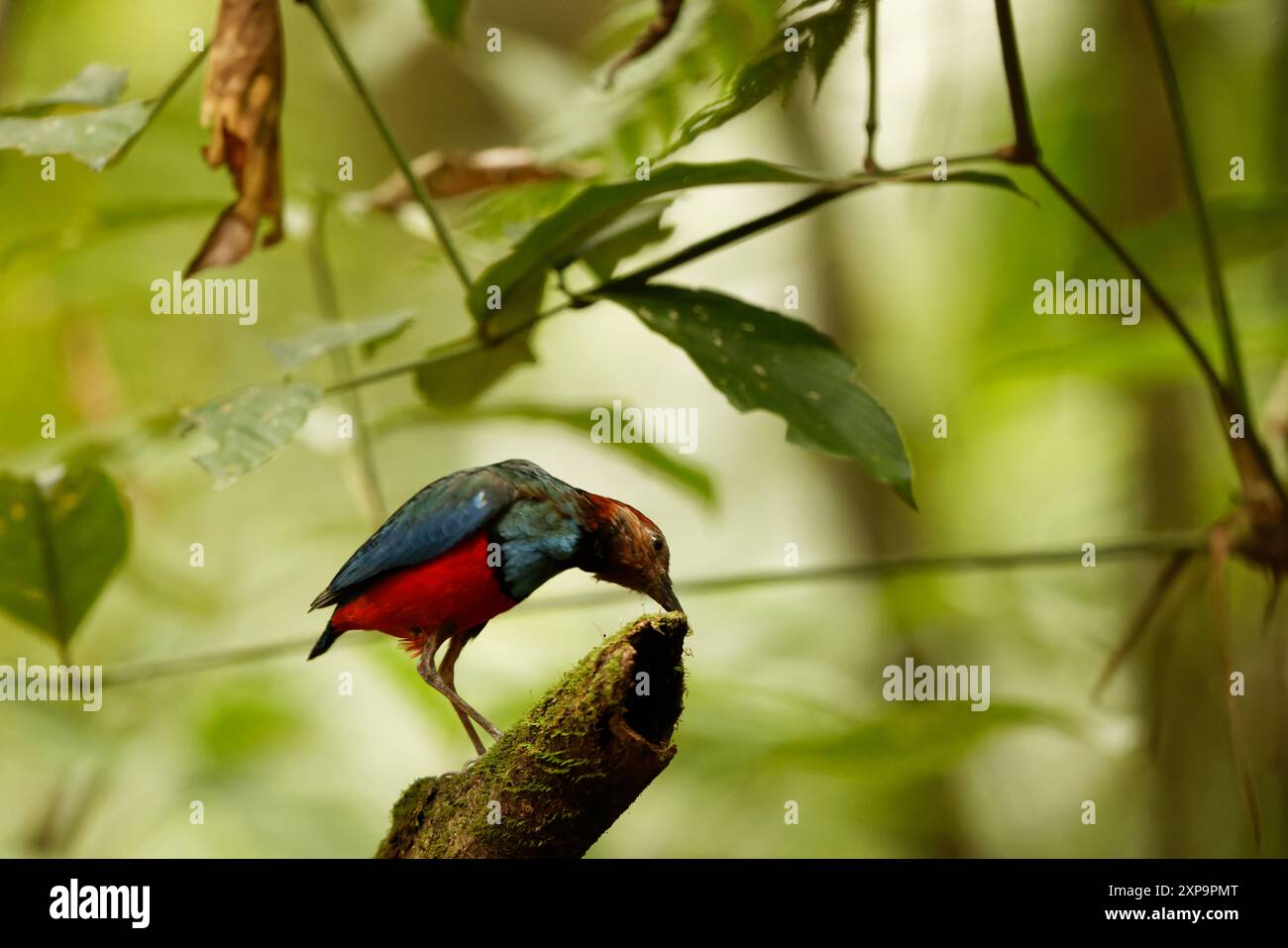 The Sulawesi pitta (Erythropitta celebensis) is a species of pitta.It ...