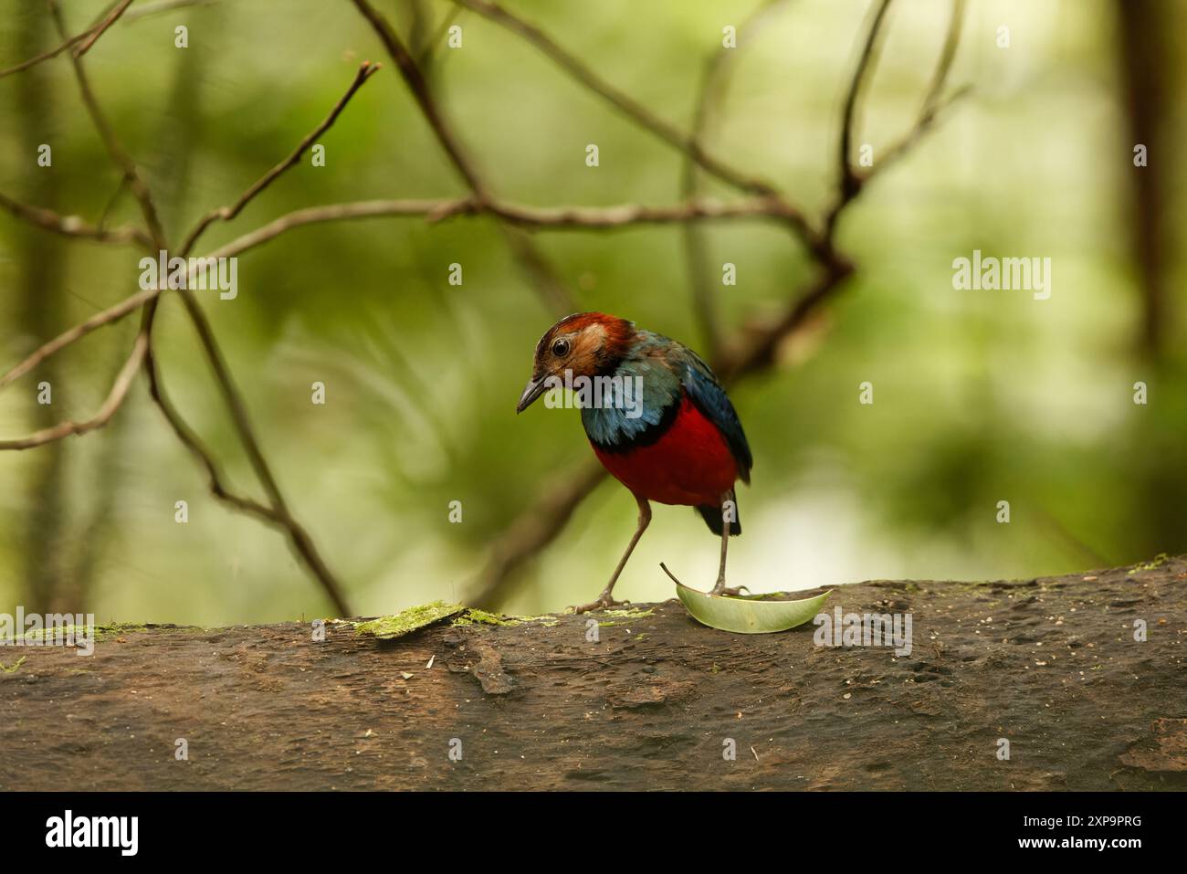 The Sulawesi pitta (Erythropitta celebensis) is a species of pitta.It ...