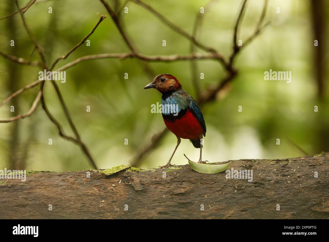 The Sulawesi pitta (Erythropitta celebensis) is a species of pitta.It ...