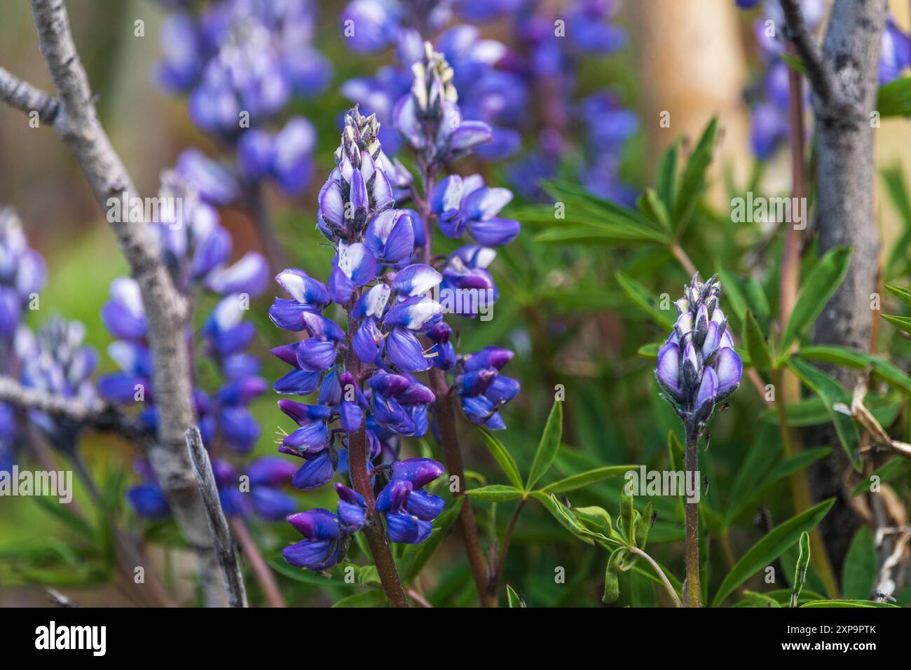 Wild delphinium purple flowers in summer time. Larkspur in focus with ...