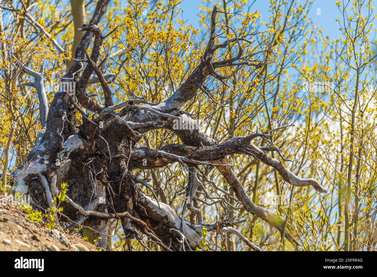 Amazing dead tree in abstract, spectacular view with blue sky ...