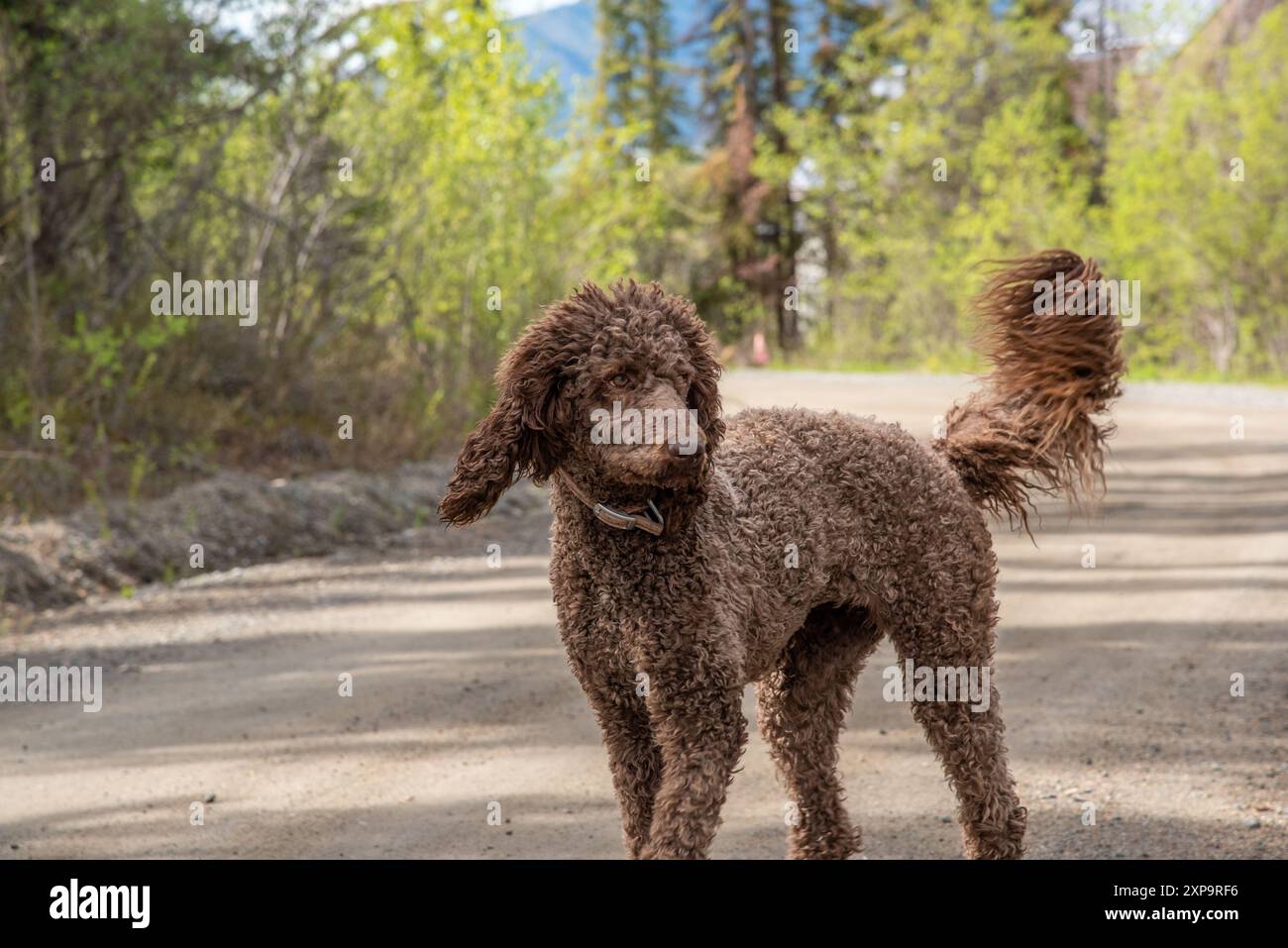 Goofy, playful and beautiful brown standard poodle female dog having ...