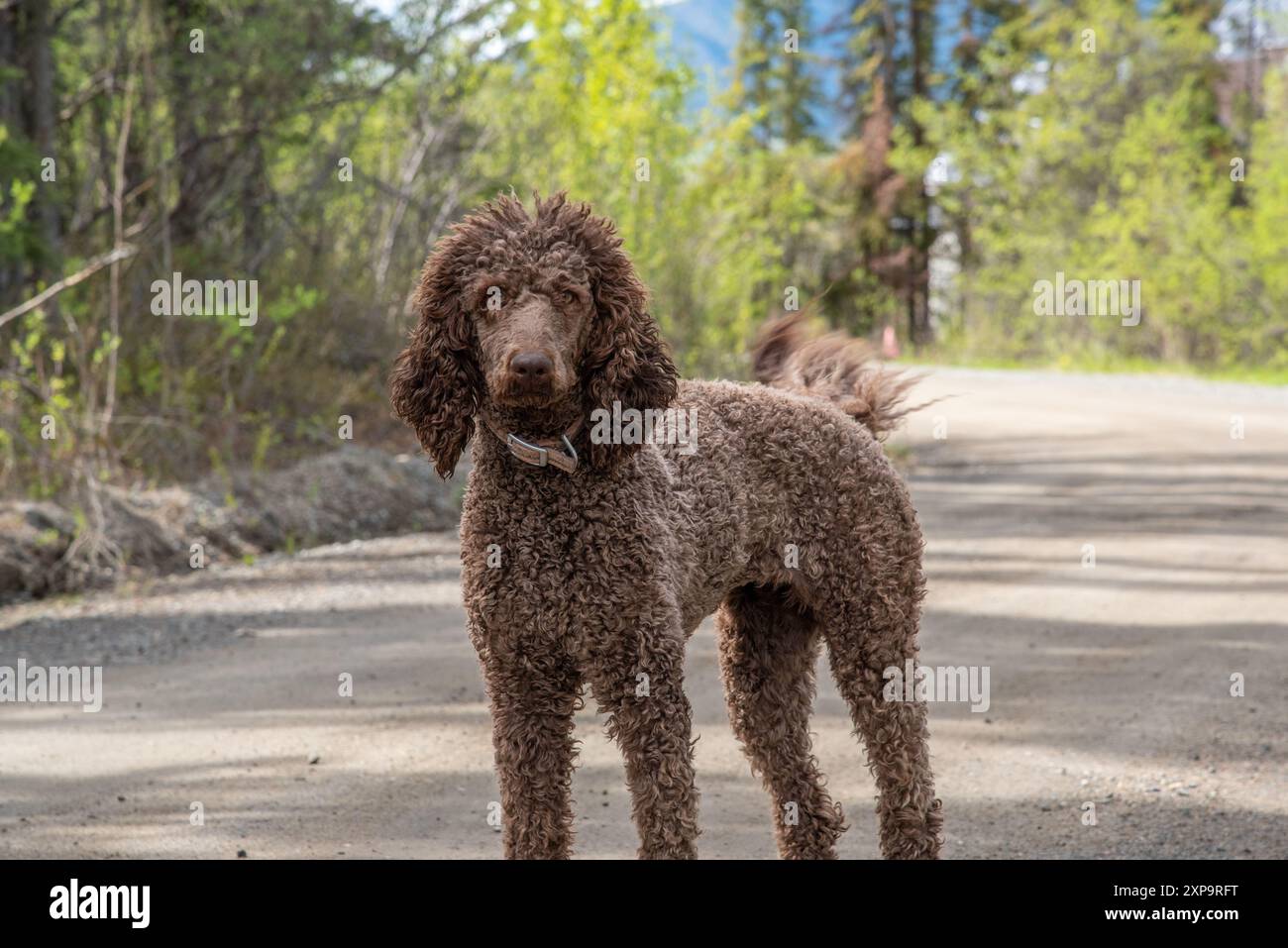 Goofy, playful and beautiful brown standard poodle female dog having ...