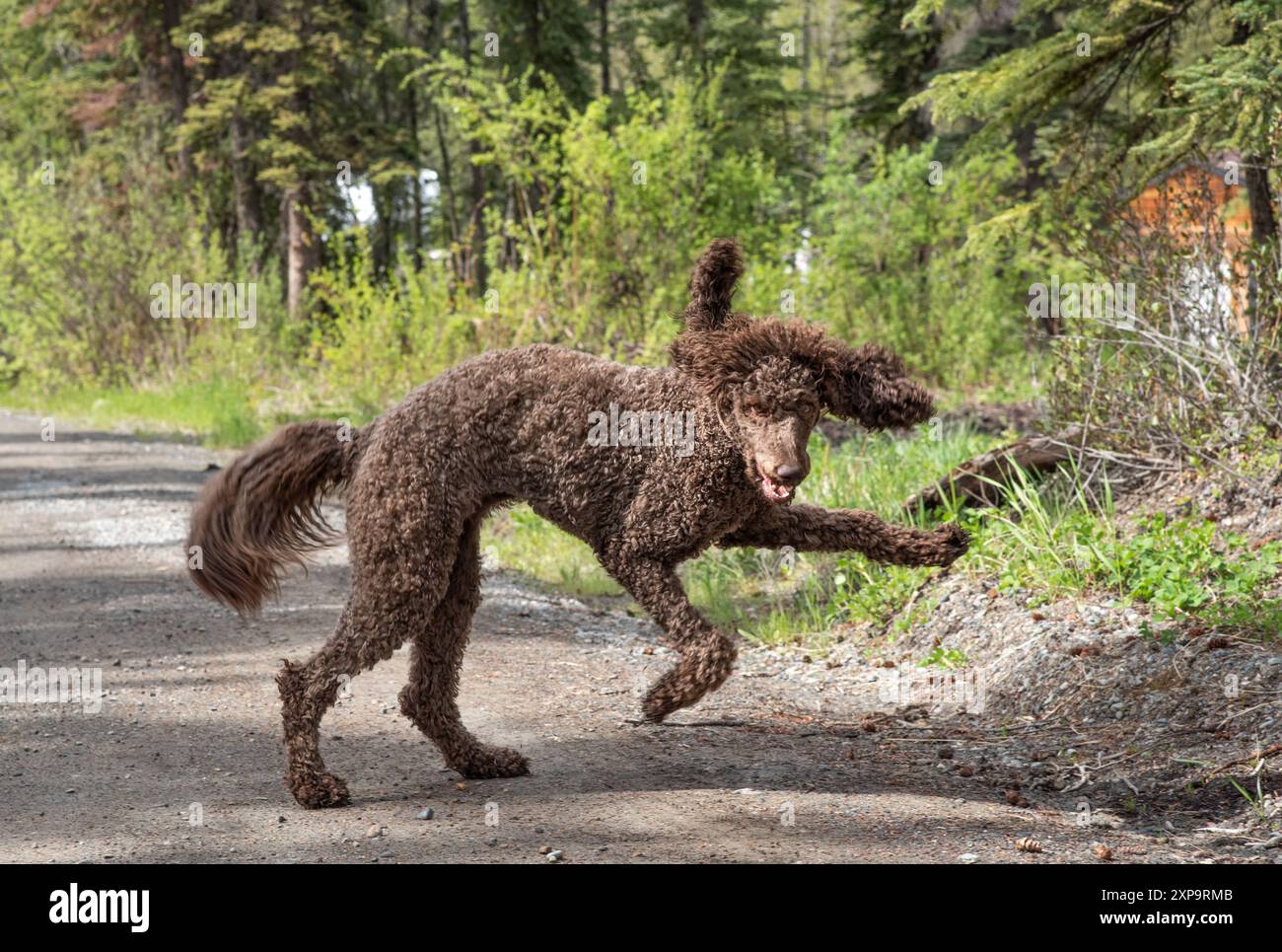 Goofy, playful and beautiful brown standard poodle female dog having ...