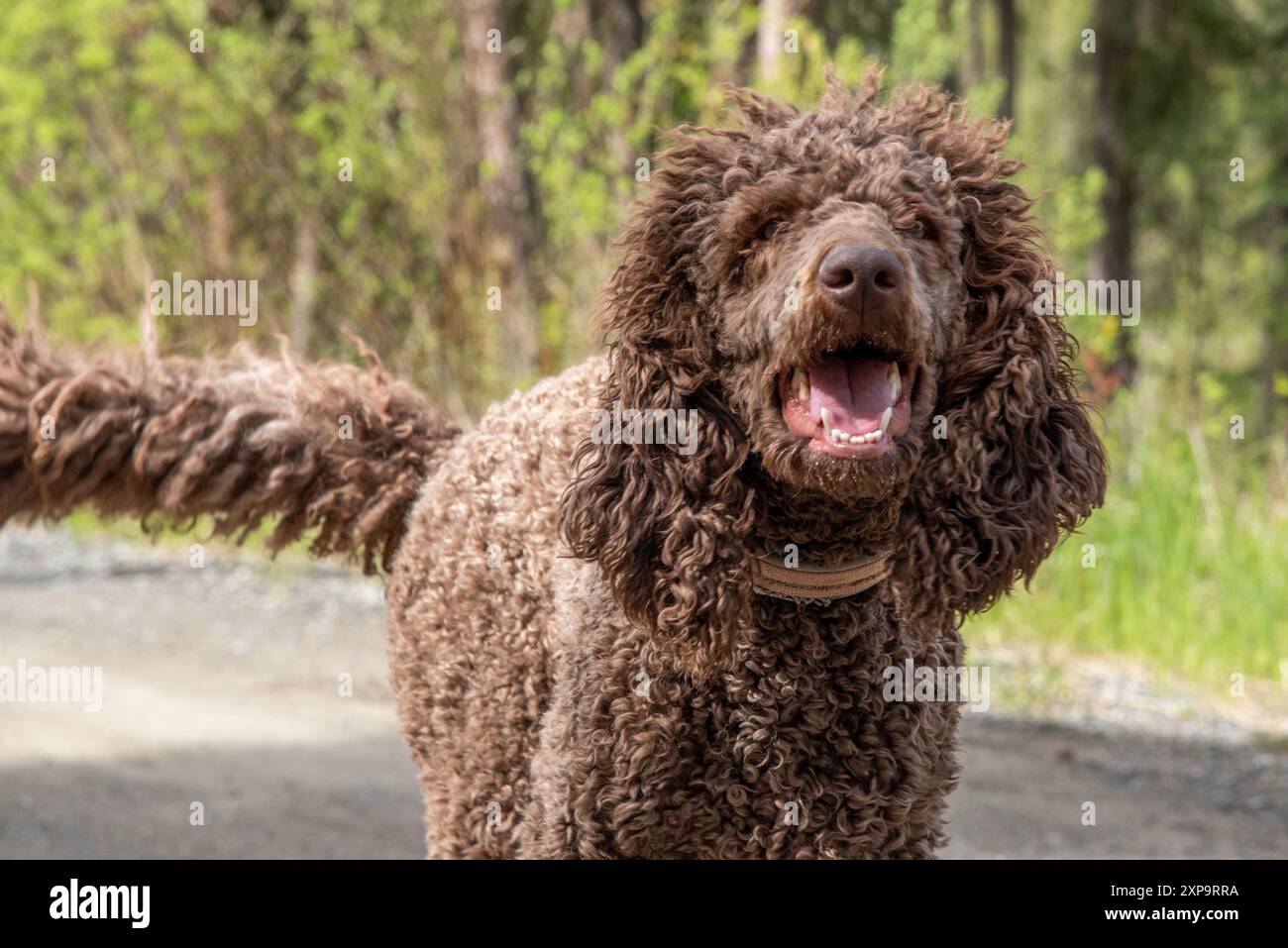 Happy black poodle puppy jumping hi-res stock photography and images ...