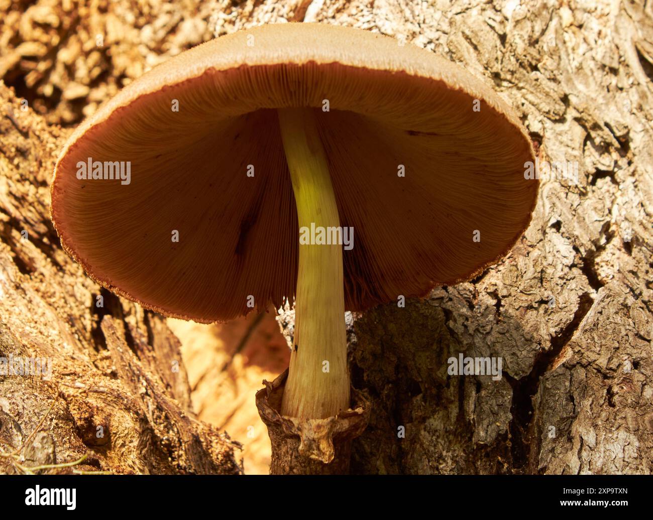 Mushroom shaped fungi ( toad stools) growing on the side of an Oak tree ...