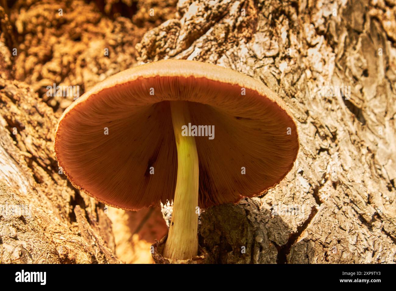Mushroom shaped fungi ( toad stools) growing on the side of an Oak tree ...