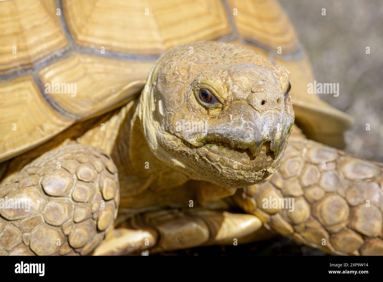 Close up photograph of a land tortoise Stock Photo - Alamy