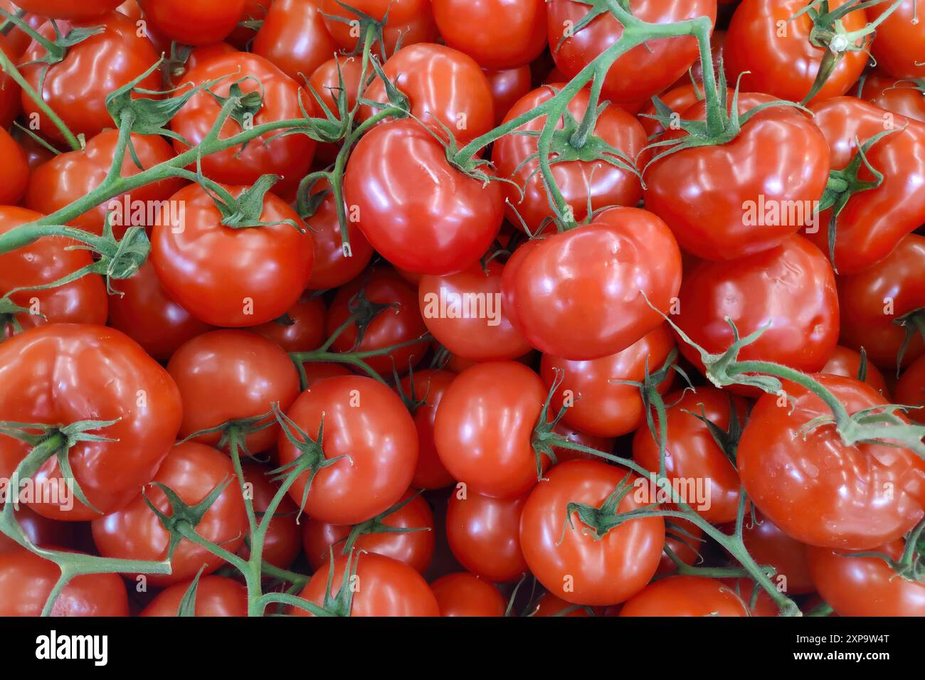 Close-up on a stack of round tomatoes in bunched for sale on a market ...