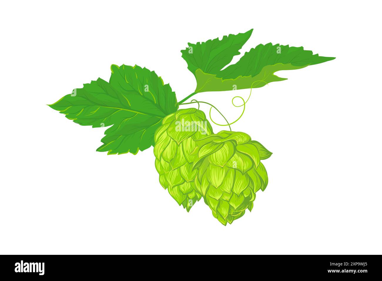 A compositions of leaves and fruits of hops. Fresh ingredient for the ...